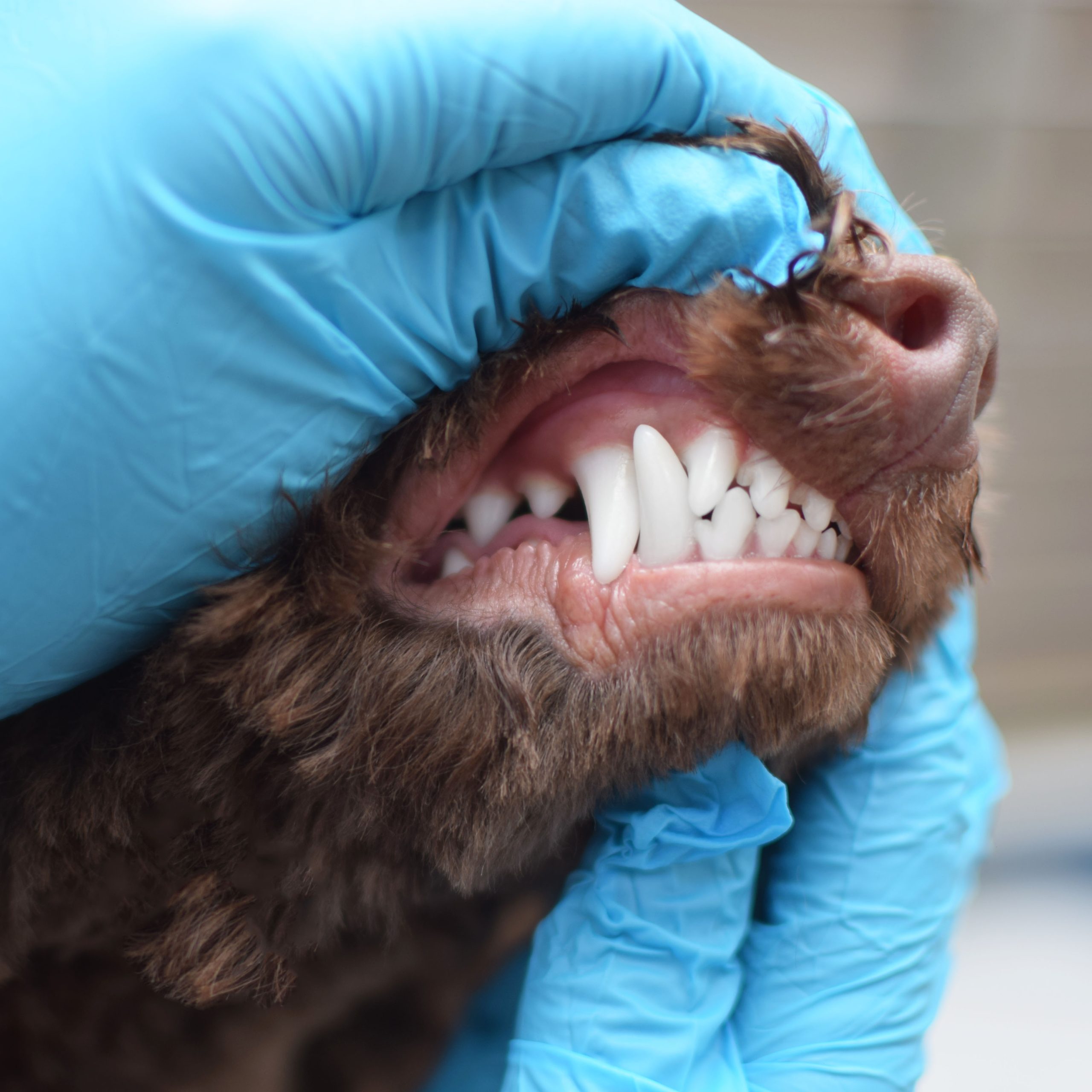 Dental Services - Critters Veterinary Clinic